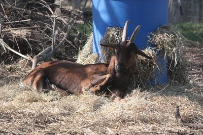 Elder Goat Care: Preparation and Treatment Tips - Goat Journal